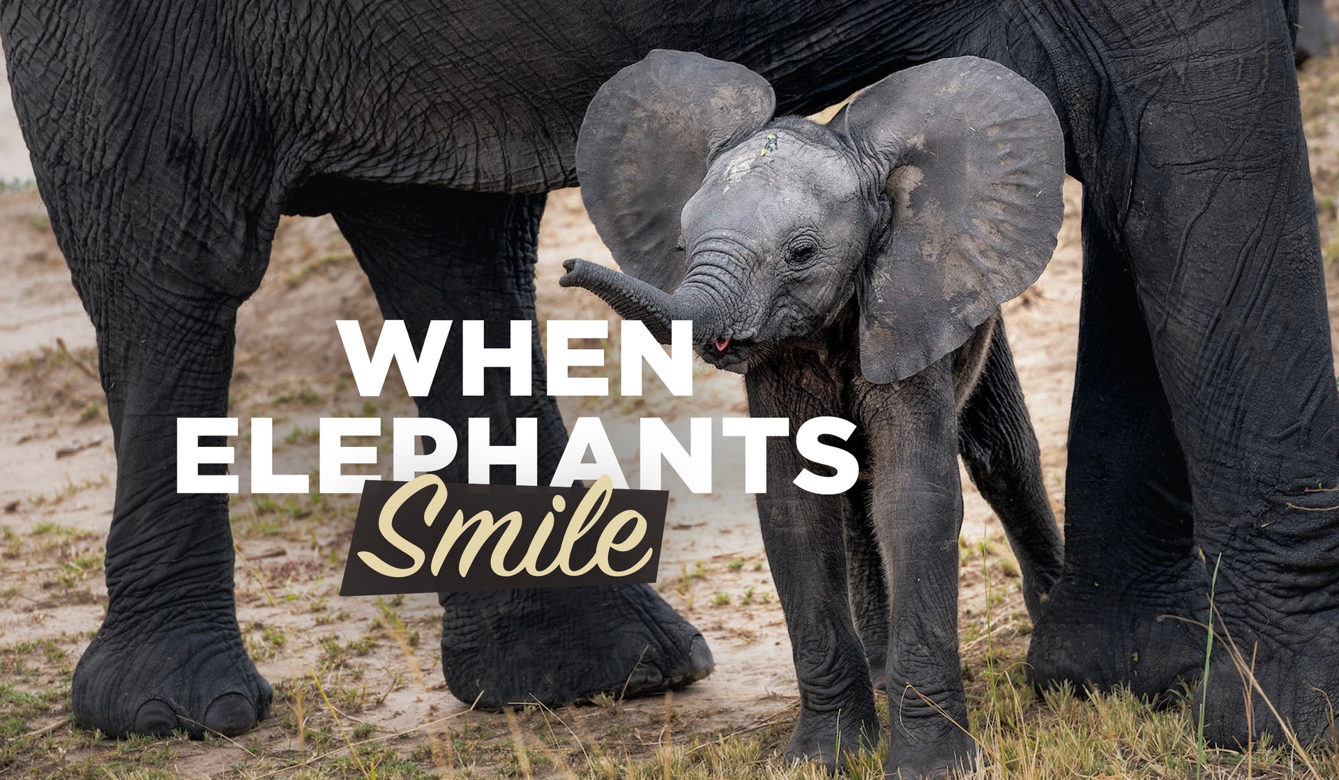 When an Elephant Smiles